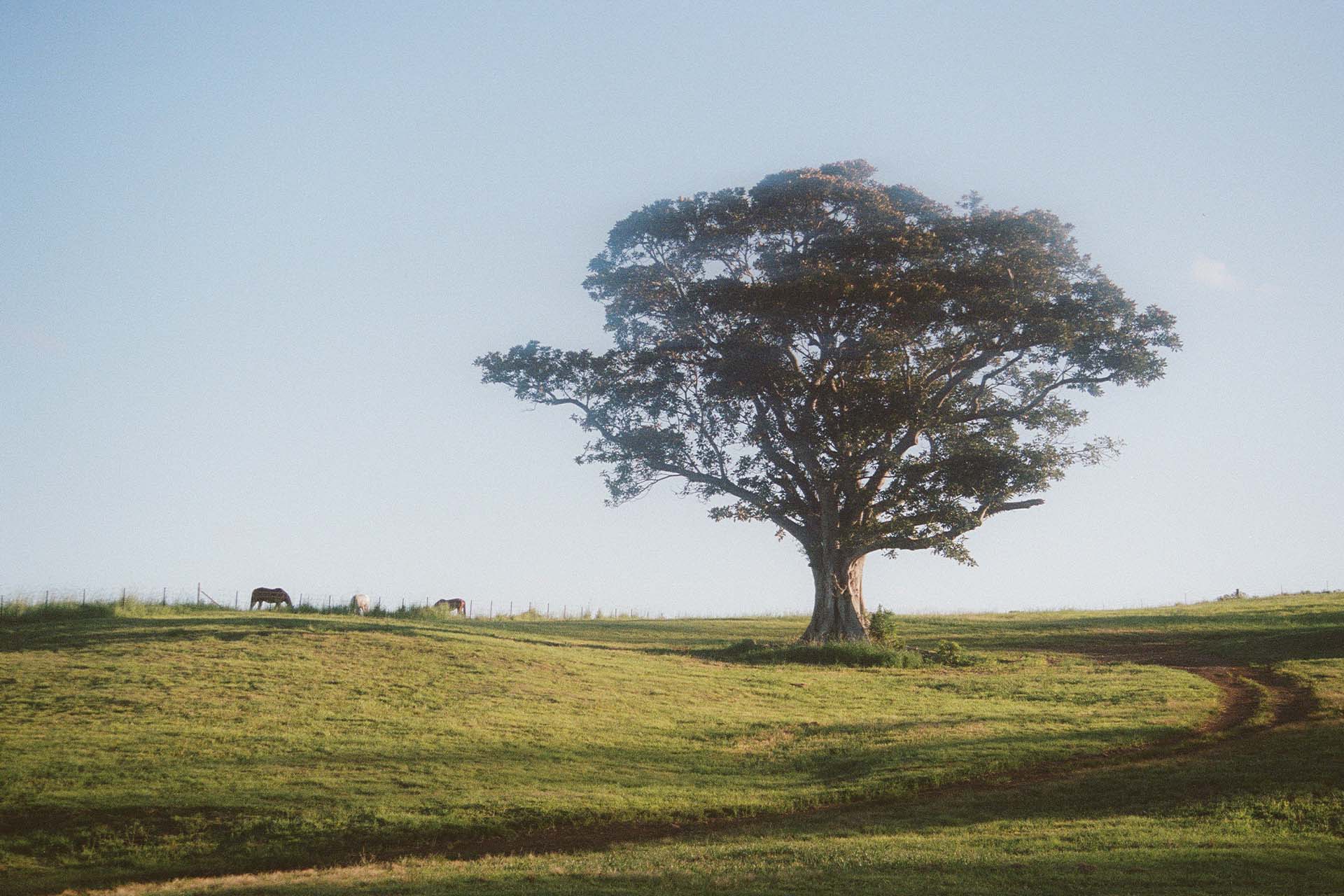Sun Ranch Byron Bay Review